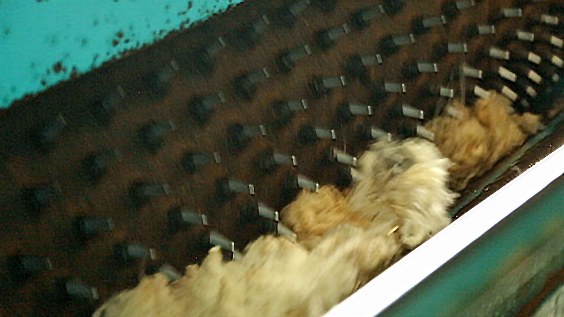 Le lavage de la laine en suint en Serbie - Biodom.bio