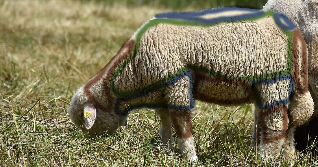 The scouring of wool in Serbia for Revolana products - Biodom (en)