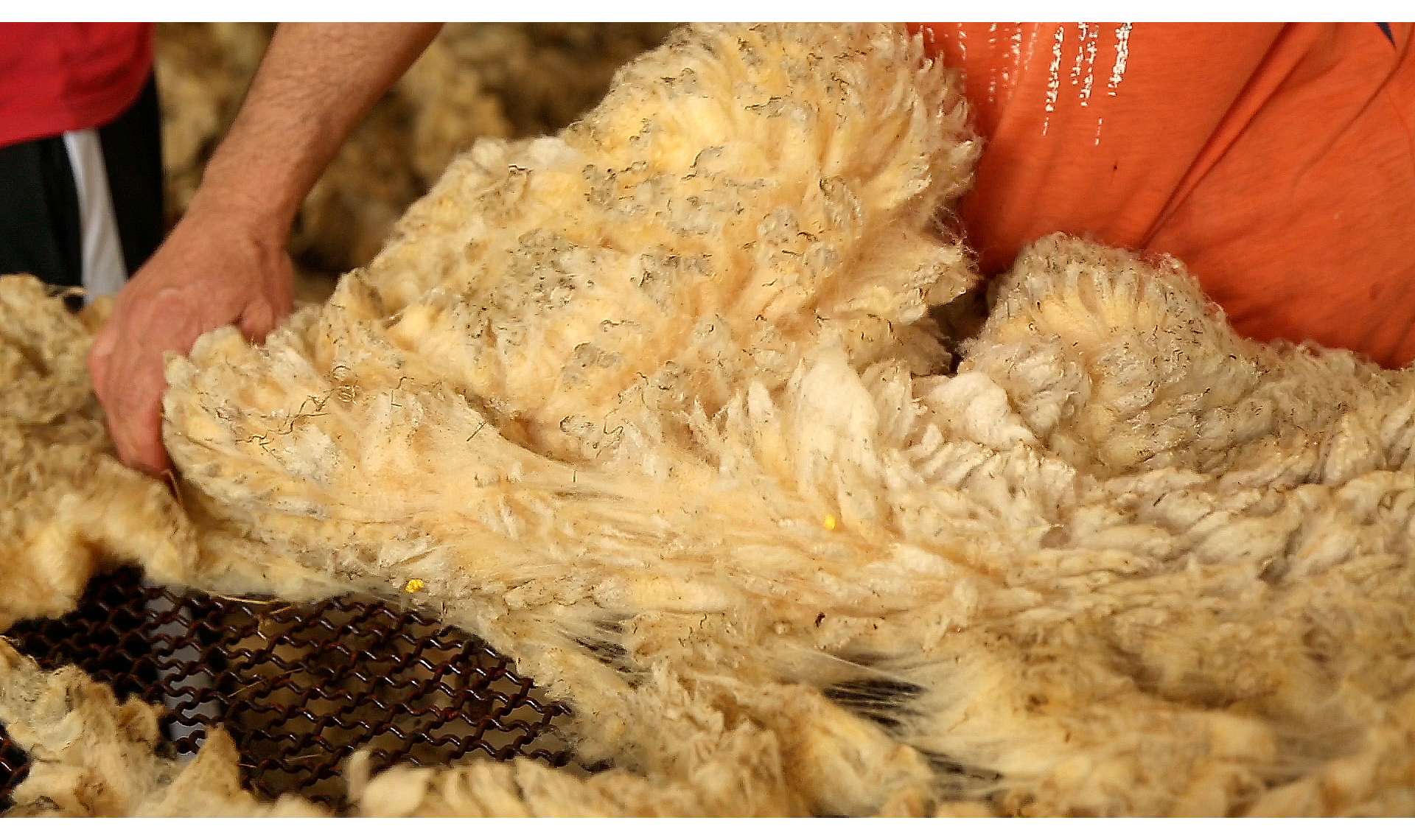 The scouring of wool in Serbia for Revolana products - Biodom (en)