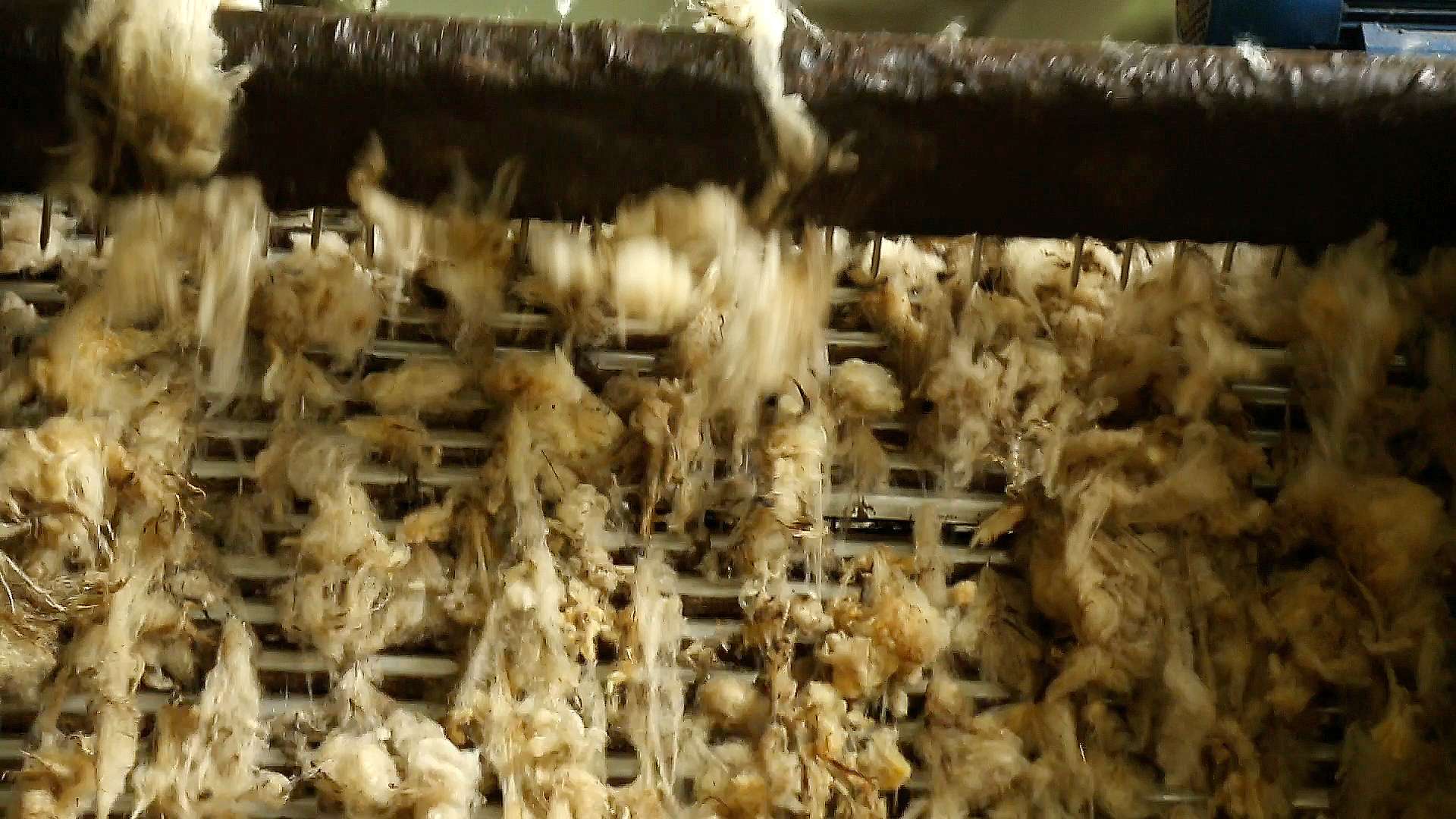 The scouring of wool in Serbia for Revolana products - Biodom (en)
