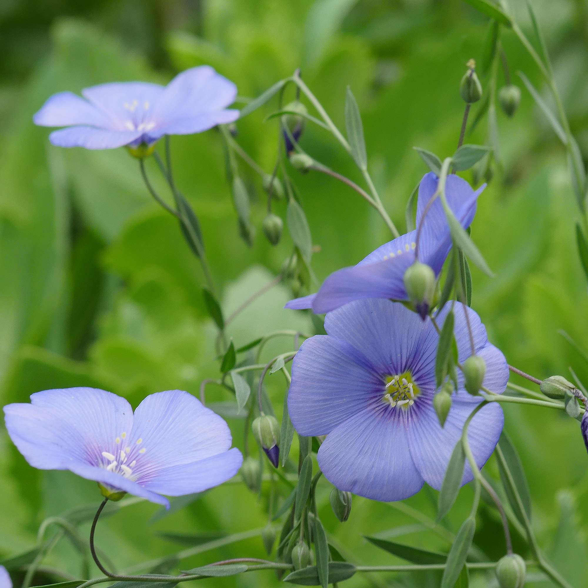 Otkrijte sertifikacije proizvoda koji se nude na Biodomu | Biodom
