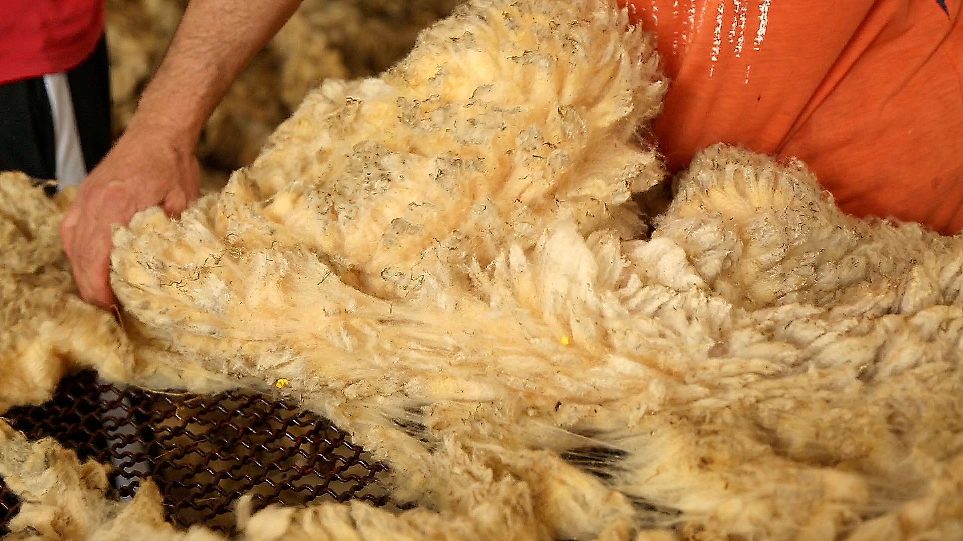 The scouring of wool in Serbia for Revolana products - Biodom (en)