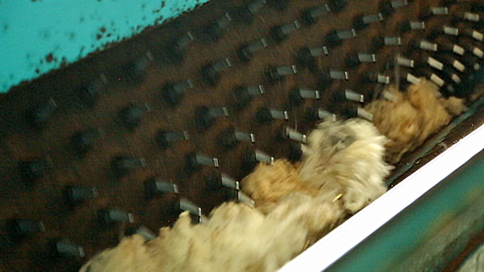 The scouring of wool in Serbia for Revolana products - Biodom (en)