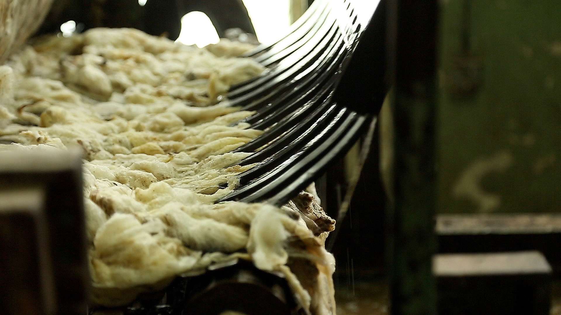 The scouring of wool in Serbia for Revolana products - Biodom (en)