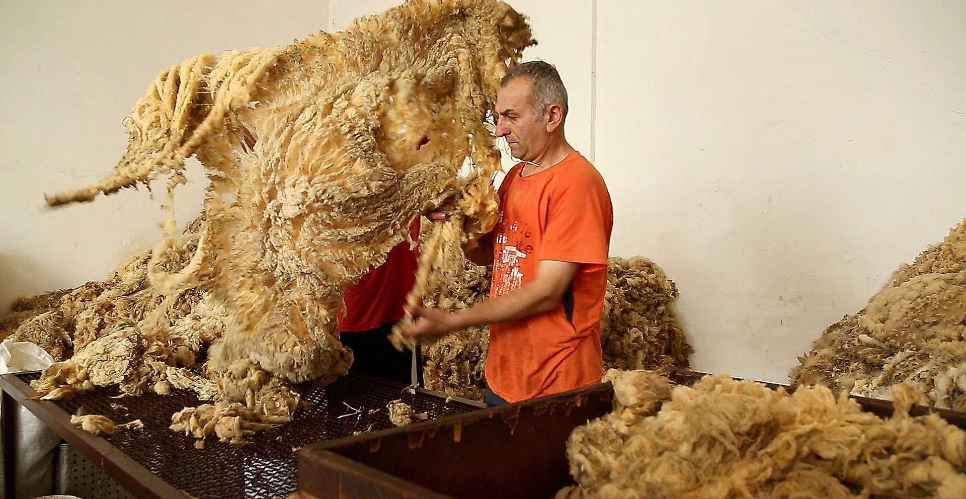 The scouring of wool in Serbia for Revolana products - Biodom (en)